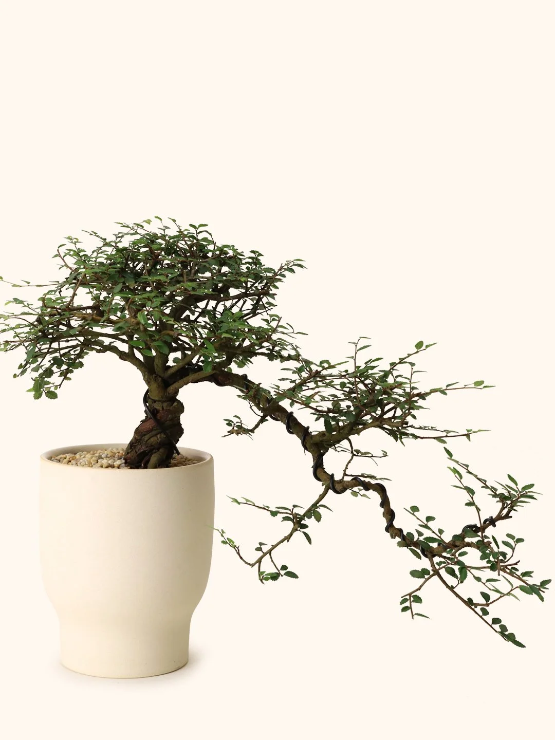 Juniper Chinensis Moyogi Bonsai — Soilboy