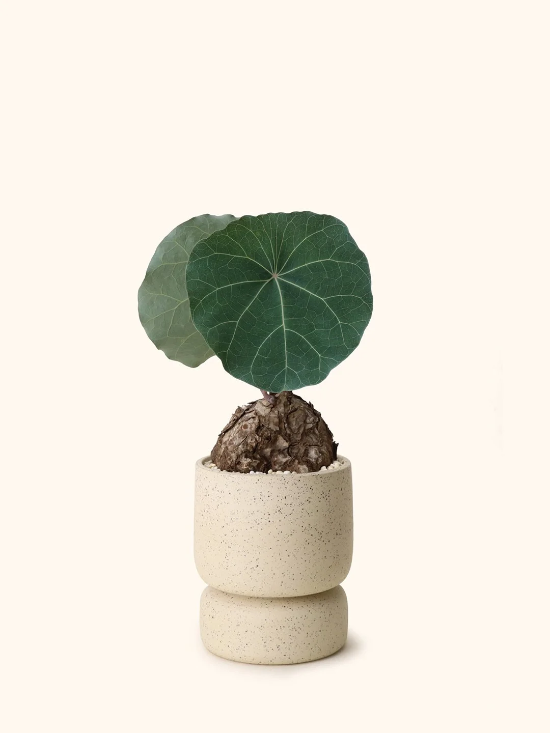 Stephania Erecta — Soilboy
