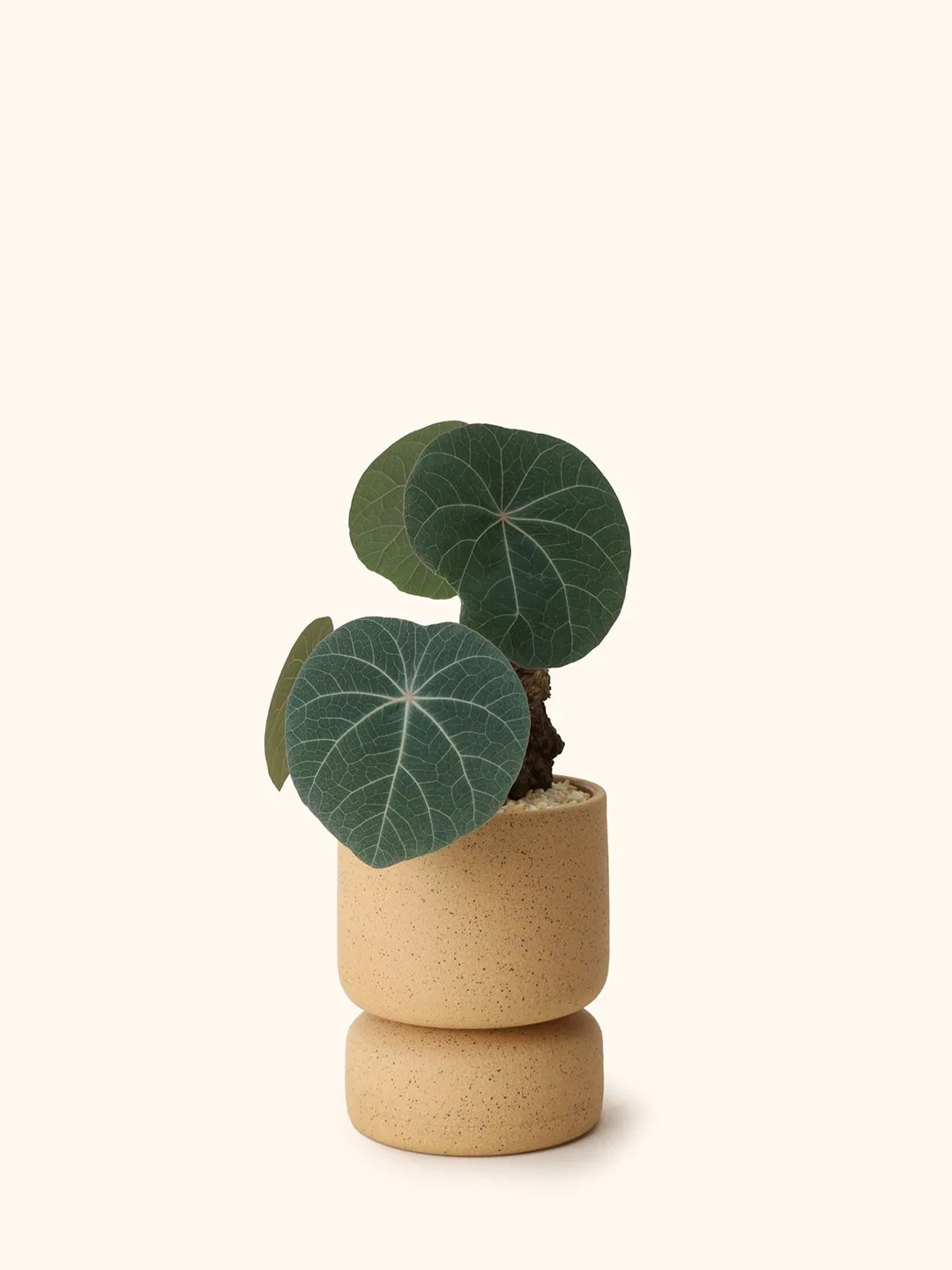 Stephania Suberosa — Soilboy