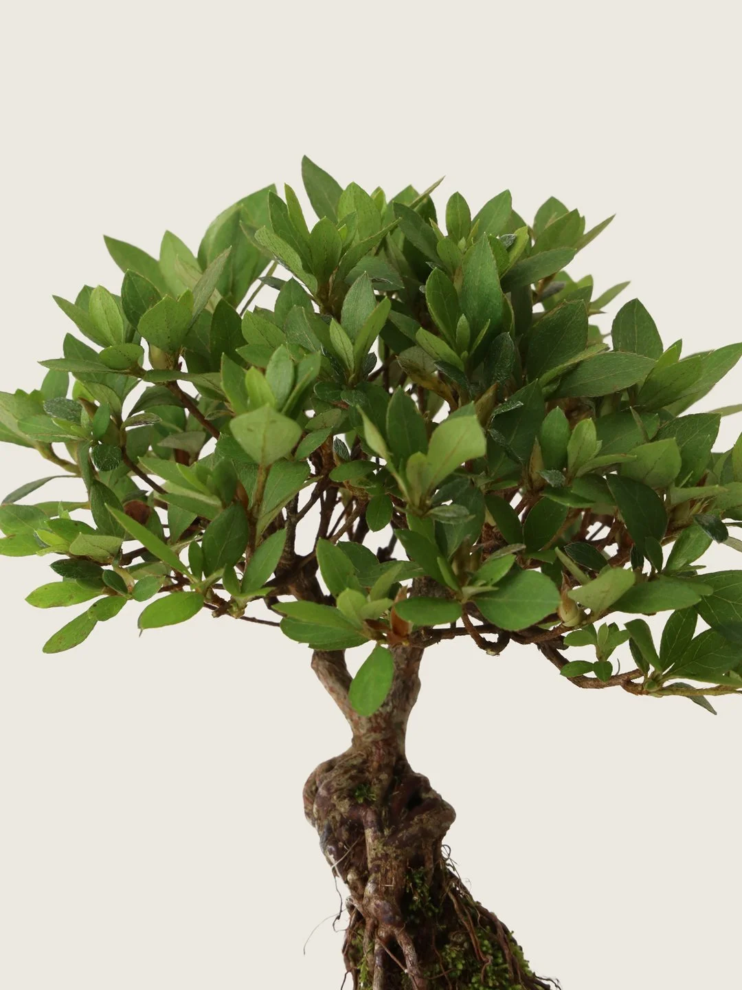 Hinoki Bonsai — Soilboy