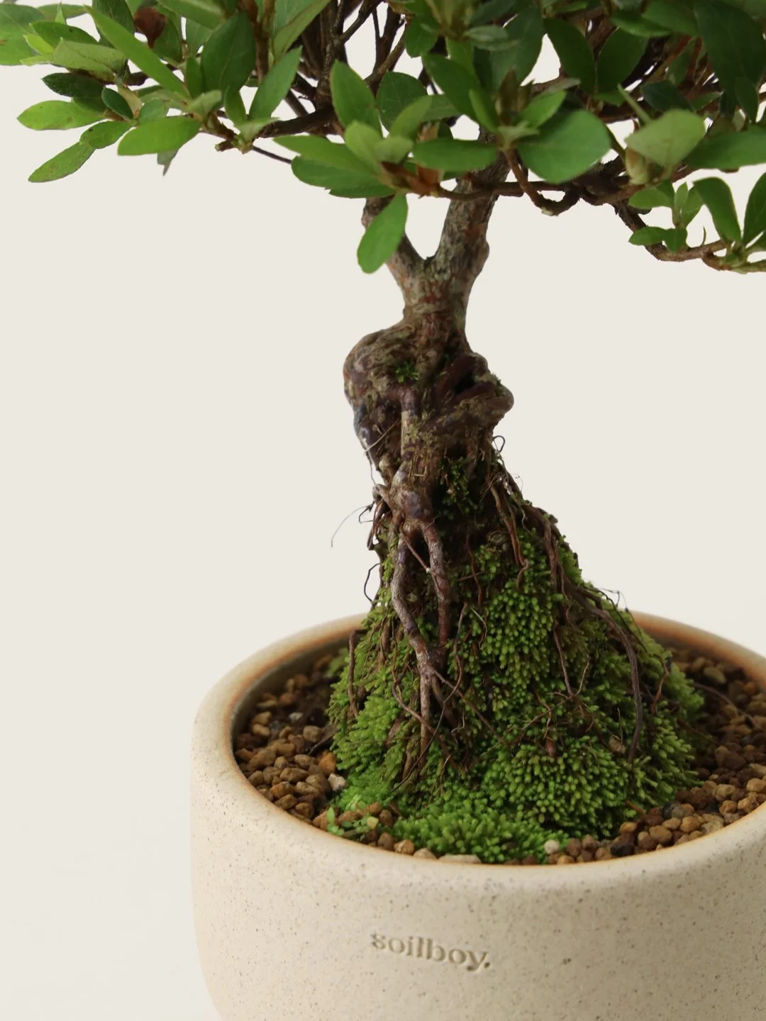 Hinoki Bonsai — Soilboy