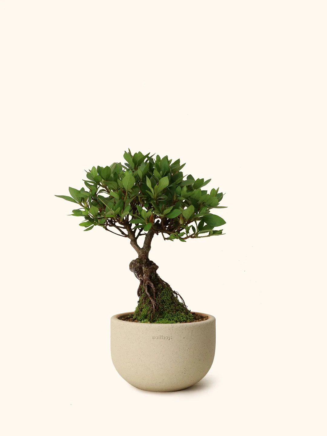 Hinoki Bonsai — Soilboy