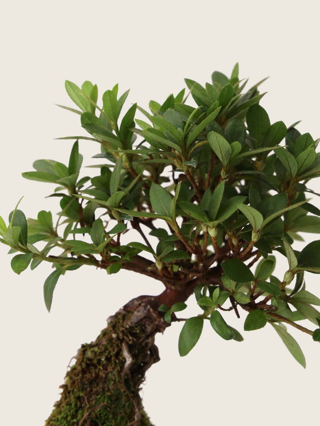 Feroniella Bonsai — Soilboy
