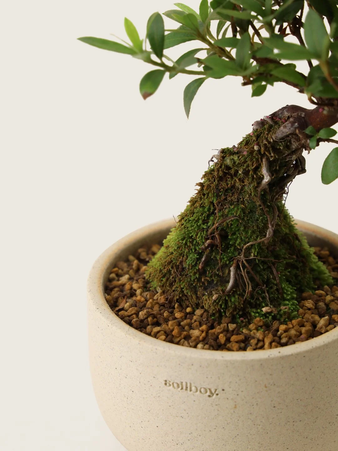 Feroniella Bonsai — Soilboy