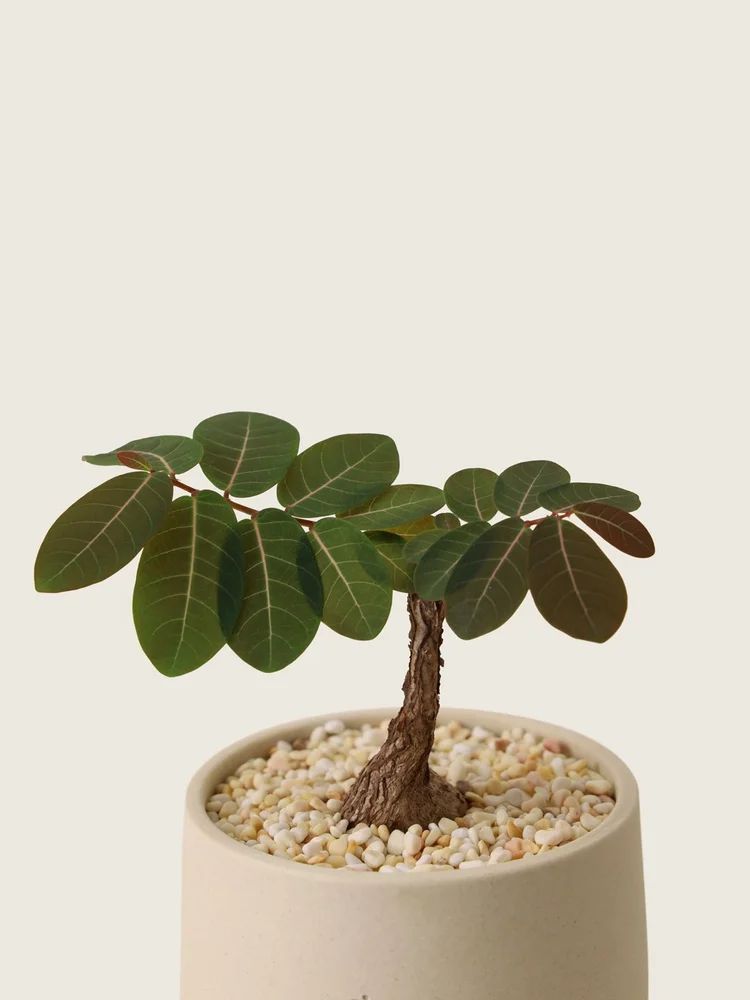 Shop our new plant collection now — Soilboy