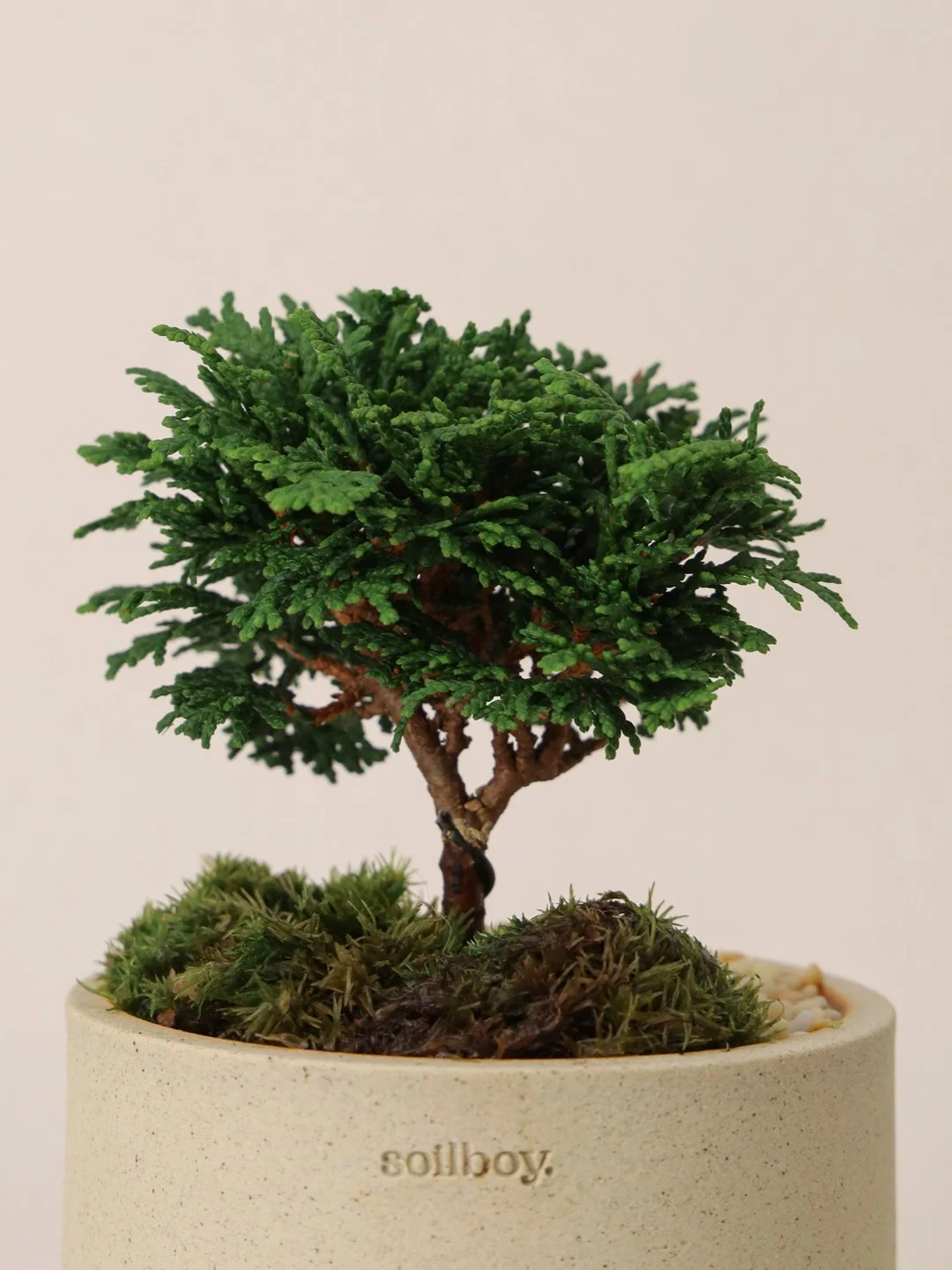 Shop our new plant collection now — Soilboy