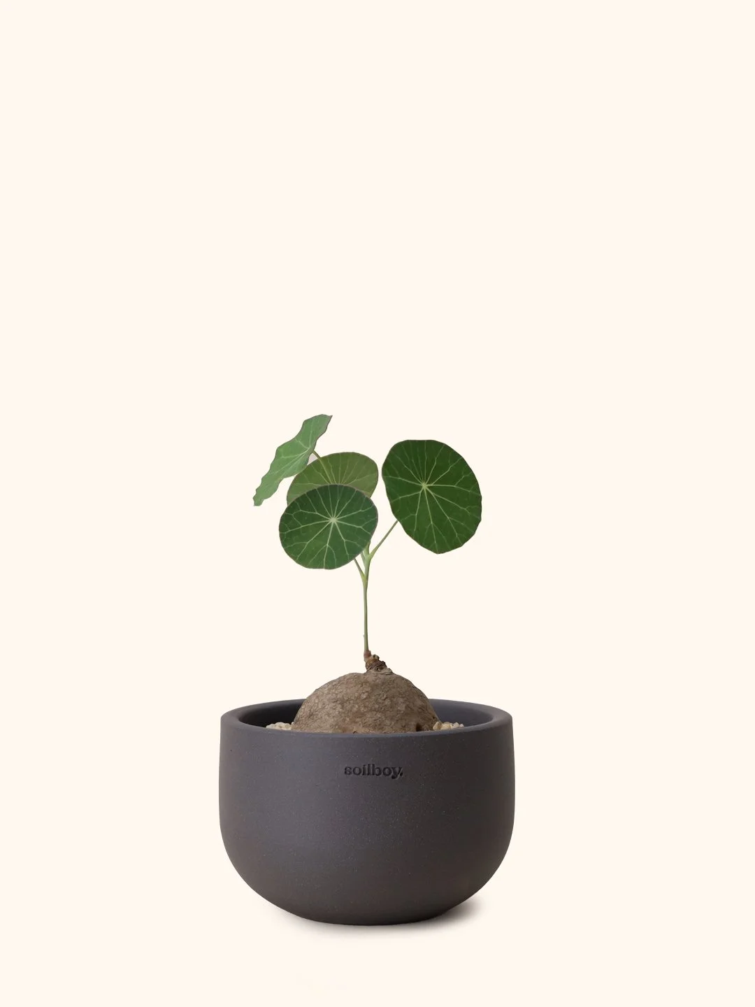 Shop our new plant collection now — Soilboy