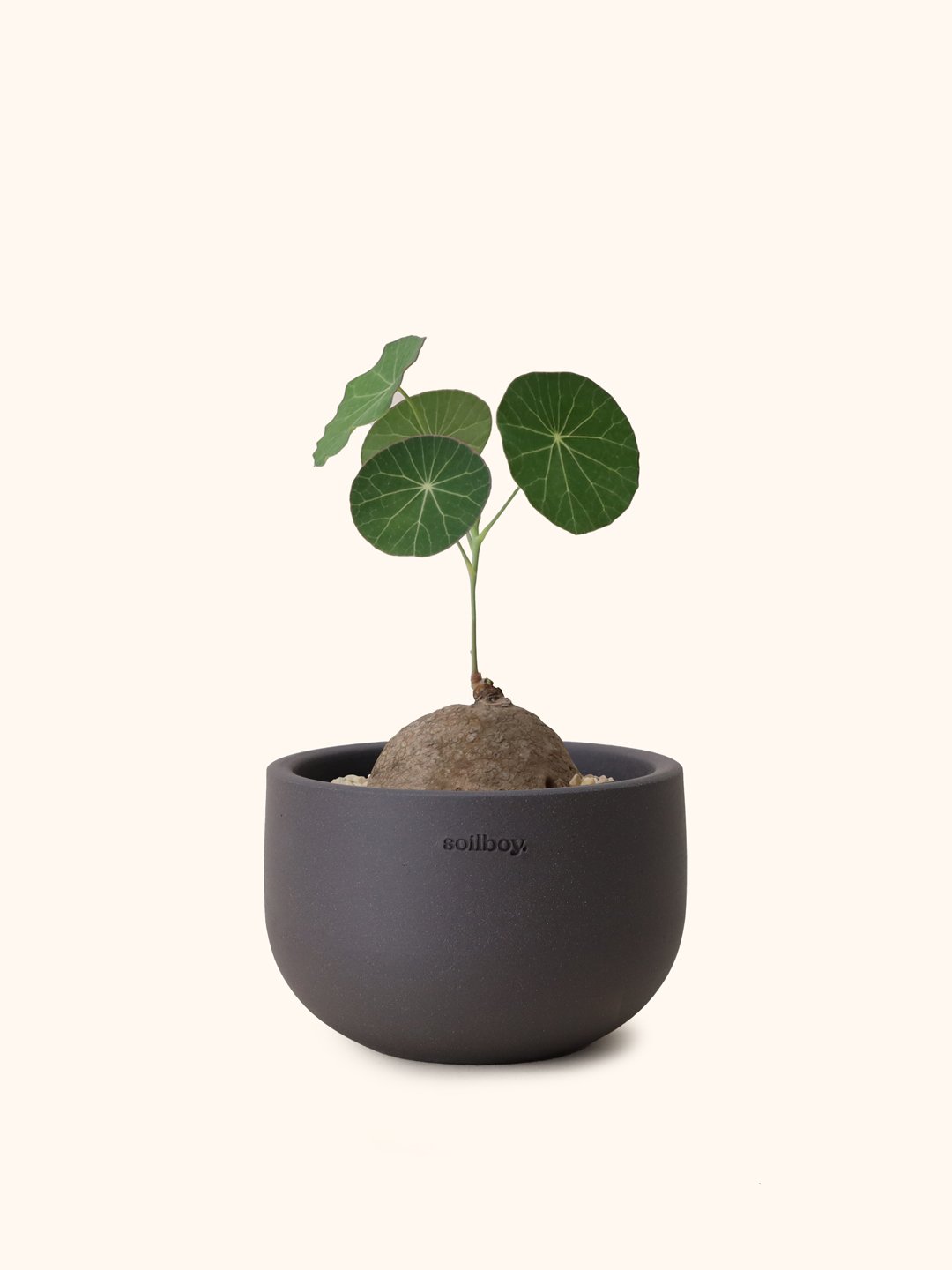 Shop our new plant collection now — Soilboy