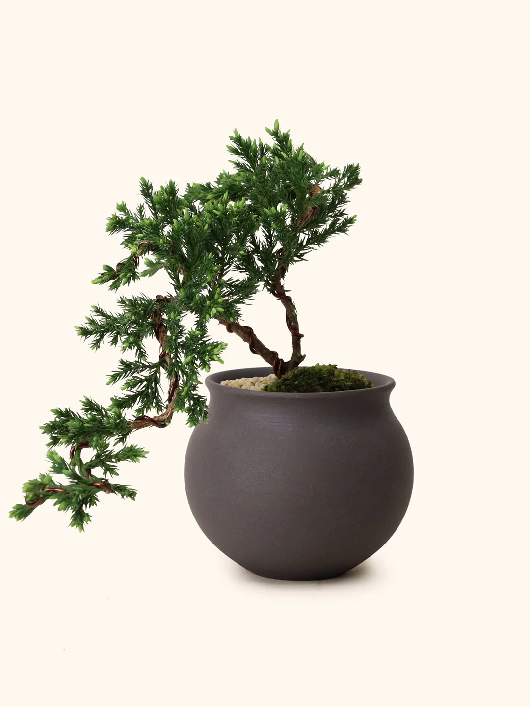 Juniper Bonsai 5 Tiers — Soilboy