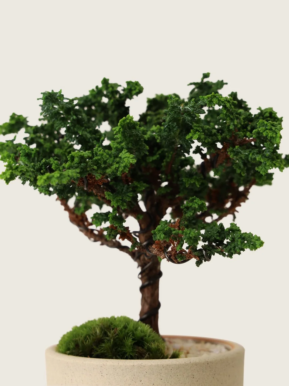 Juniper Bonsai 5 Tiers — Soilboy