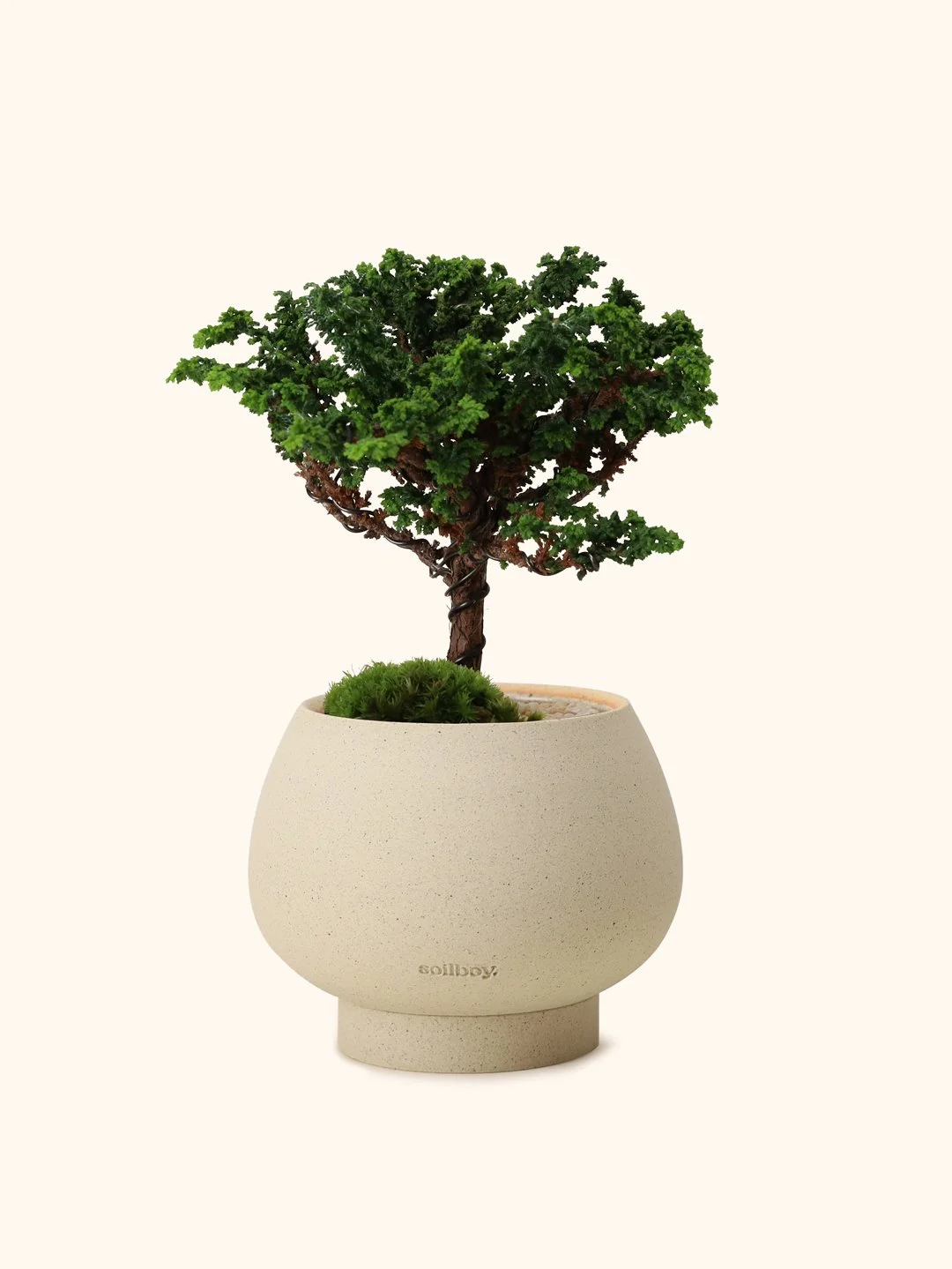 Juniper Bonsai 5 Tiers — Soilboy