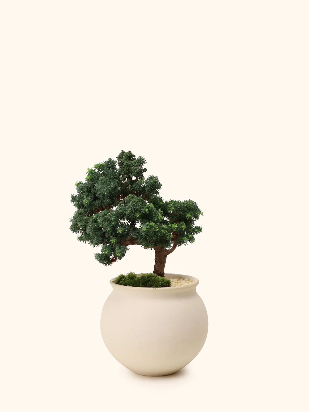 Japanese Maple Bonsai 'Iroha-momiji' — Soilboy
