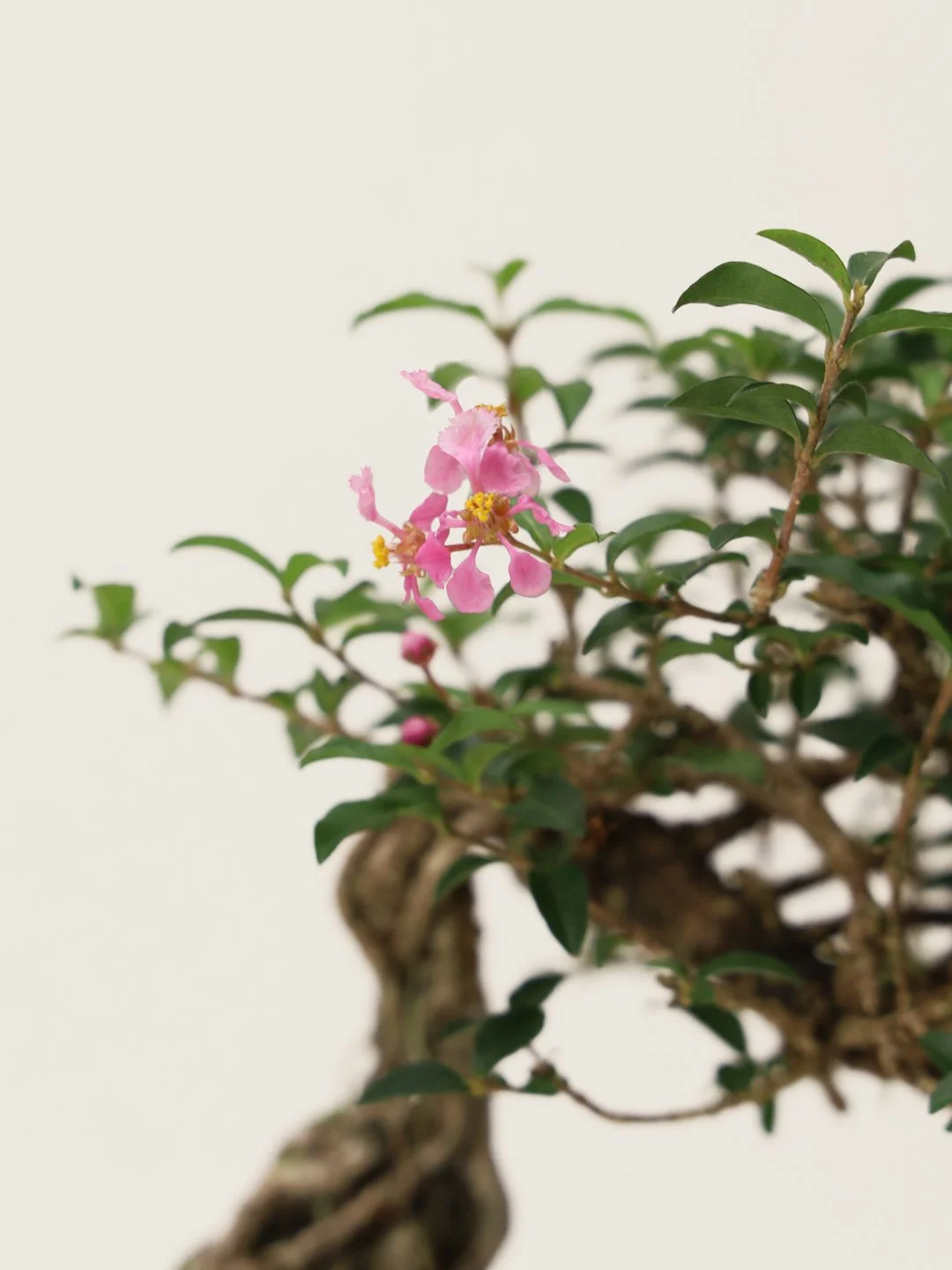 Juniper Bonsai 5 Tiers — Soilboy