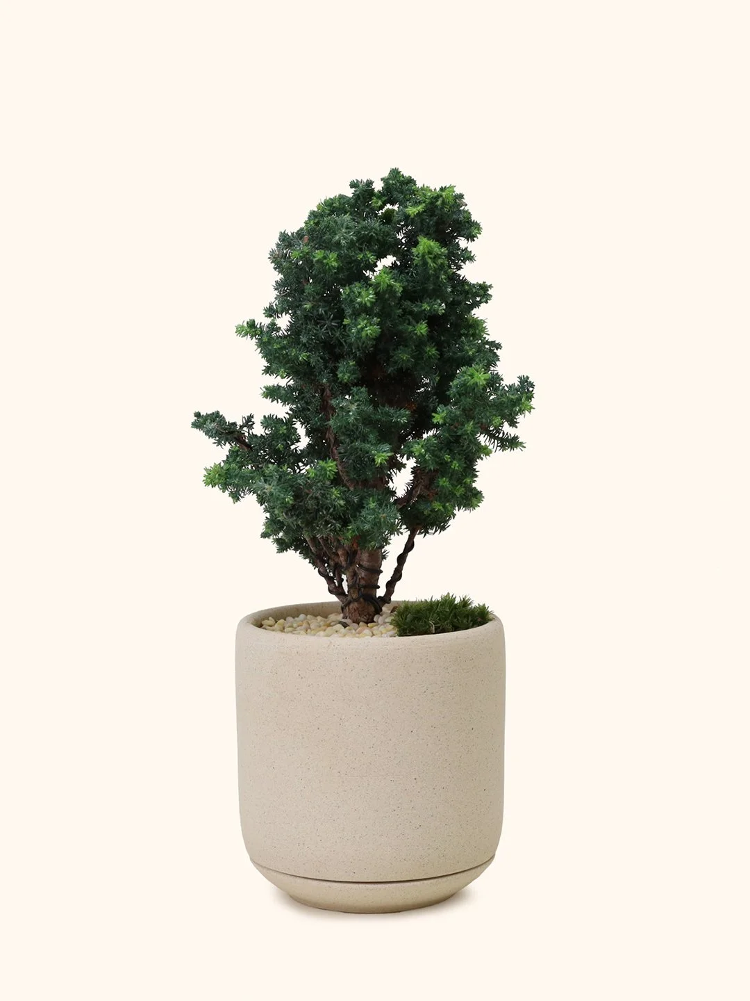 Japanese Hinoki Bonsai — Soilboy