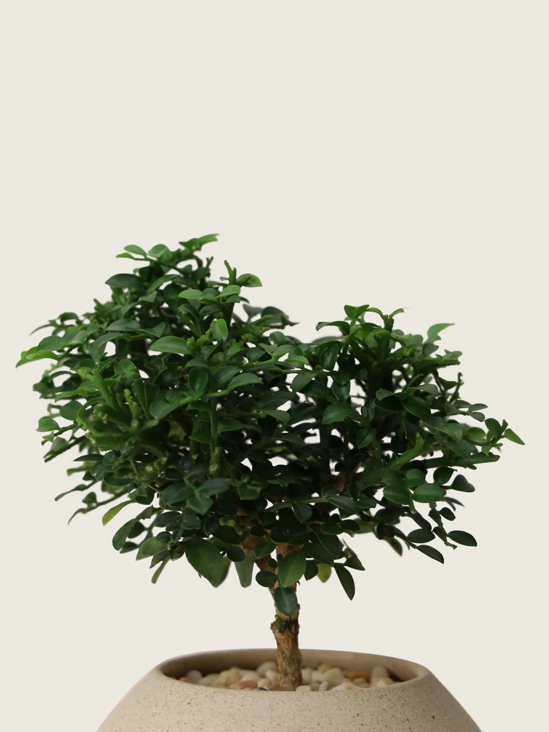 Feroniella Bonsai — Soilboy