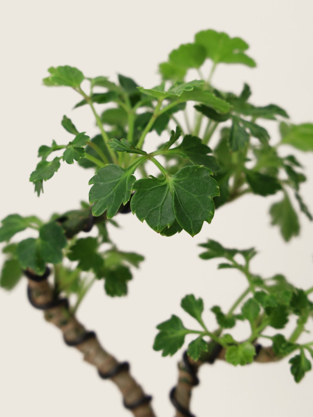 Feroniella Bonsai — Soilboy