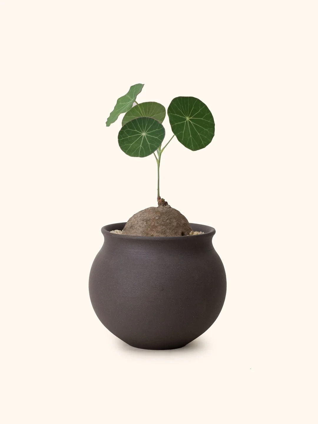 Shop our new plant collection now — Soilboy
