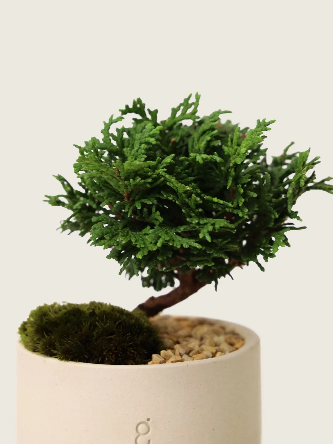 Japanese Hinoki Bonsai — Soilboy