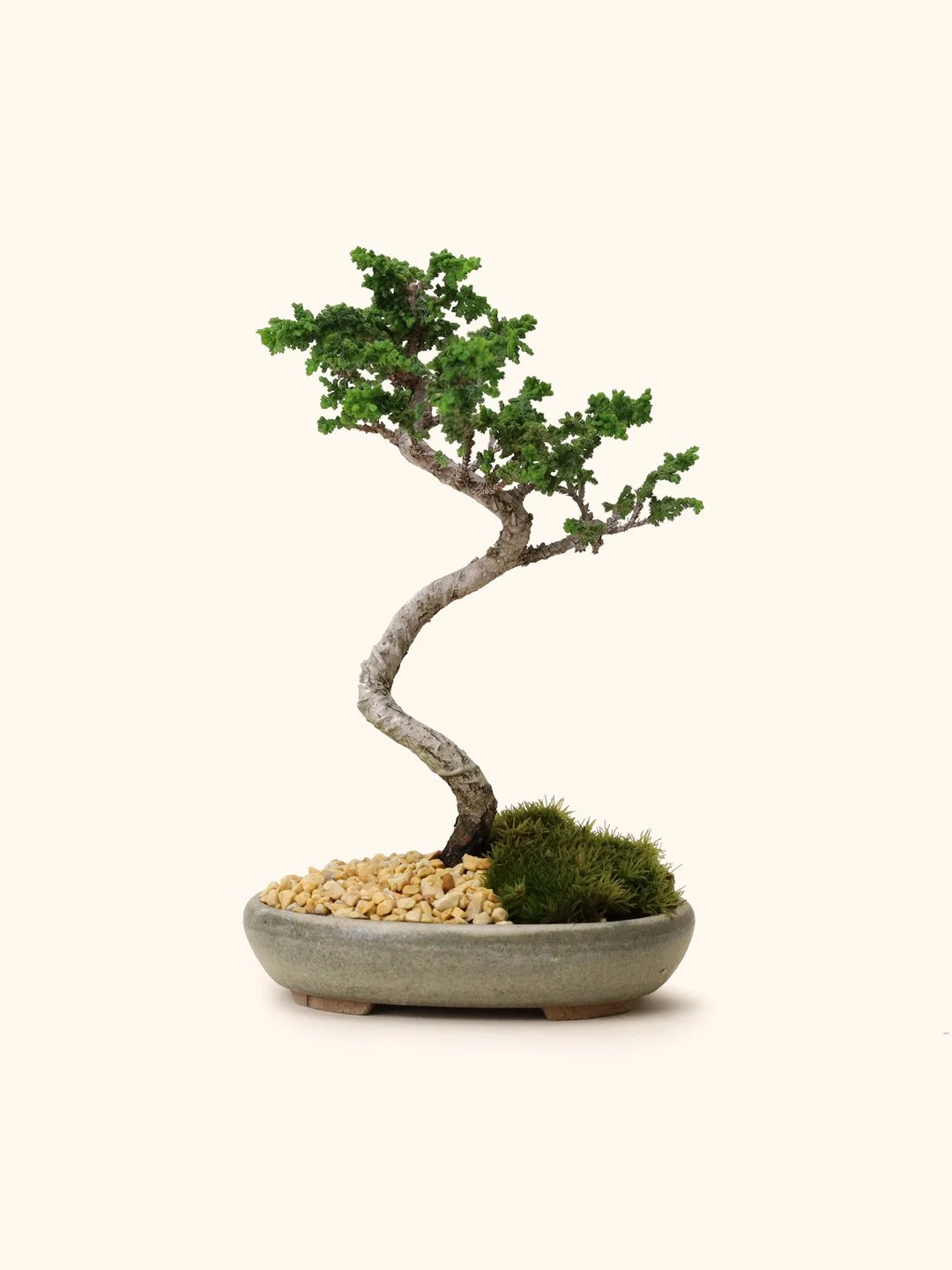 Juniperus Chinensis Shimpaku Kishu bonsai (Japan) — Soilboy