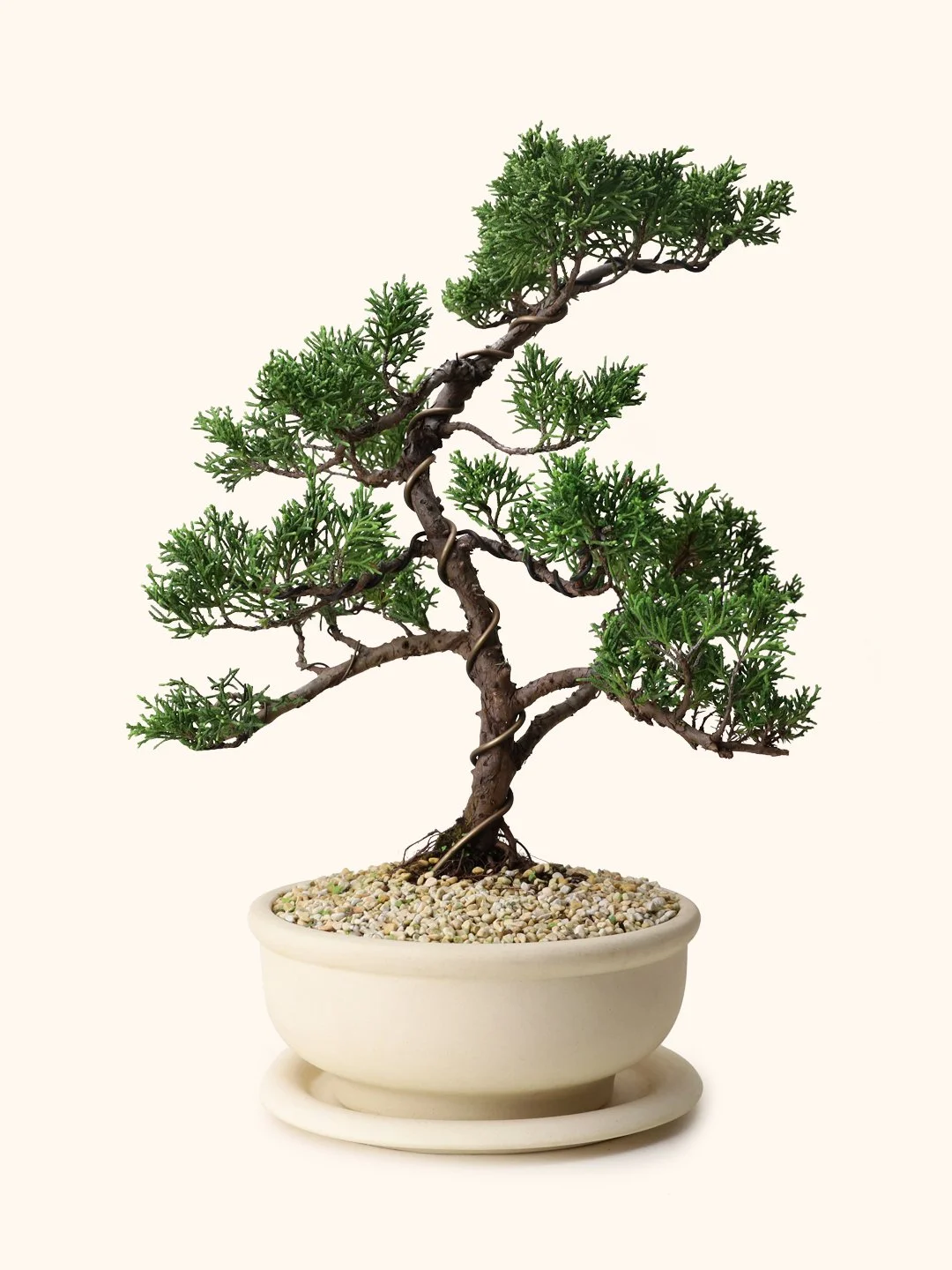 Hinoki Bonsai — Soilboy