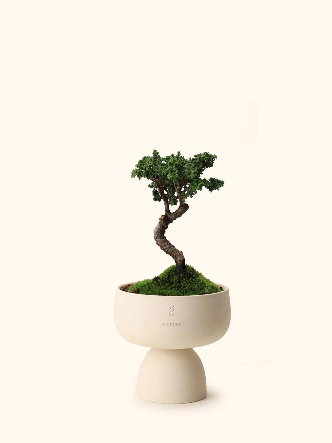 Feroniella Bonsai — Soilboy