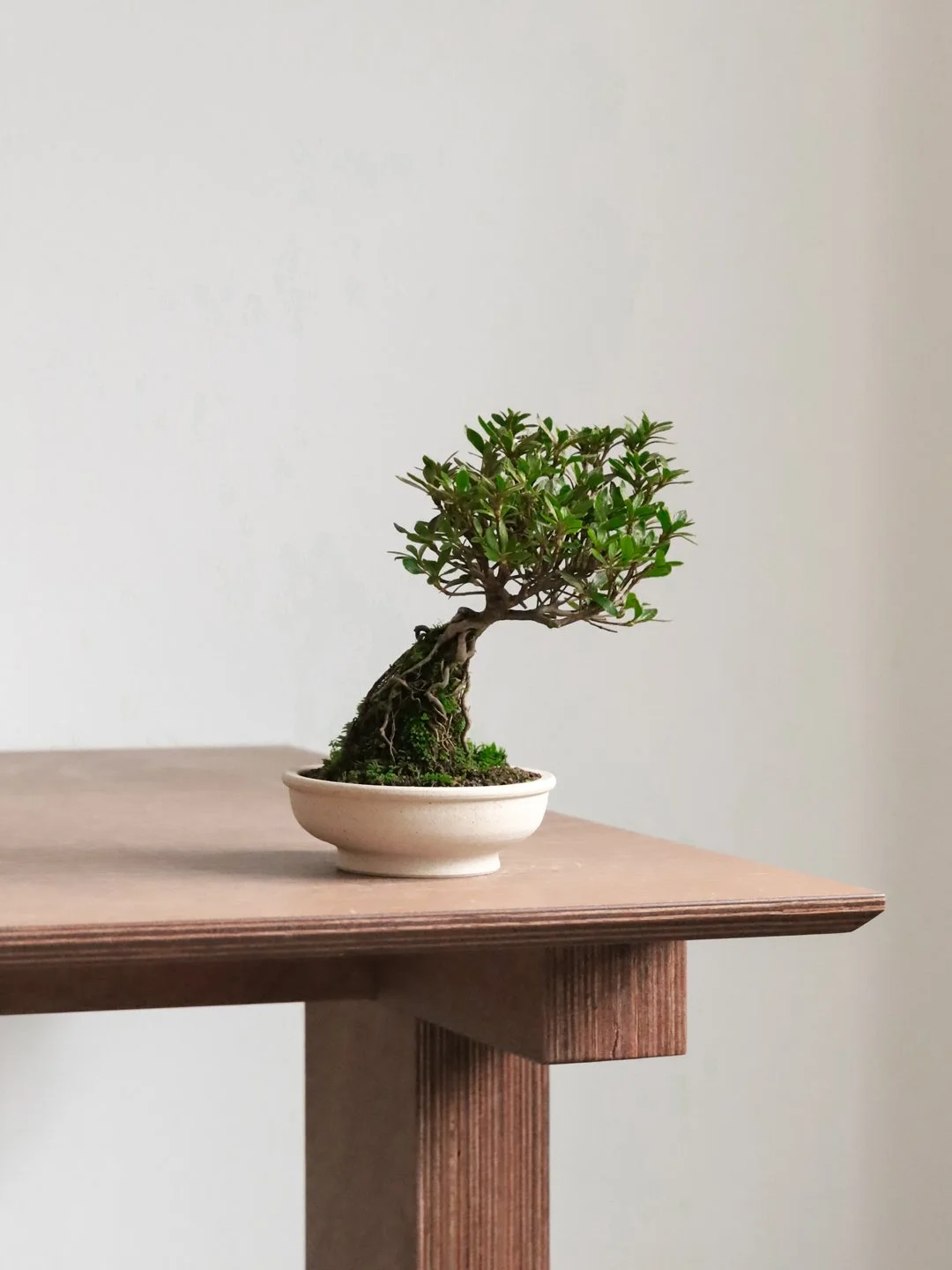 Feroniella Bonsai — Soilboy