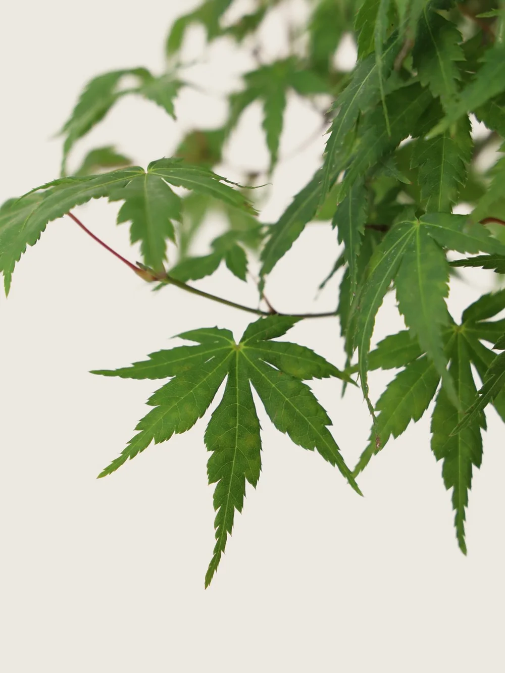 Feroniella Bonsai — Soilboy