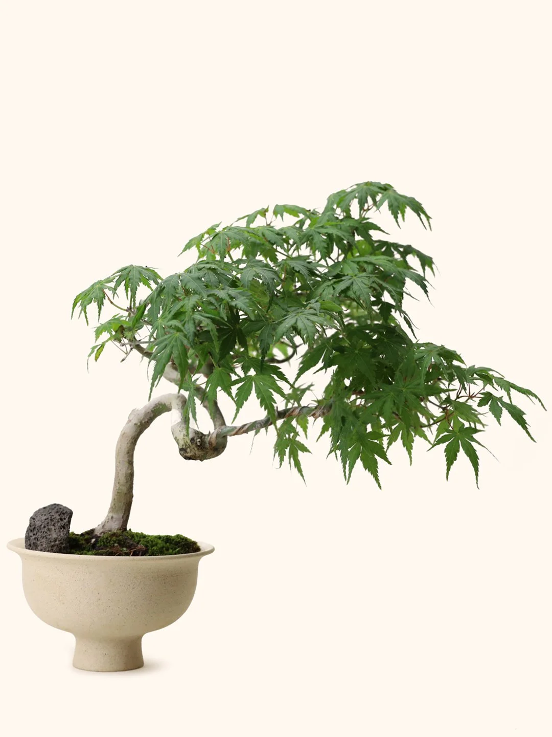Feroniella Bonsai — Soilboy