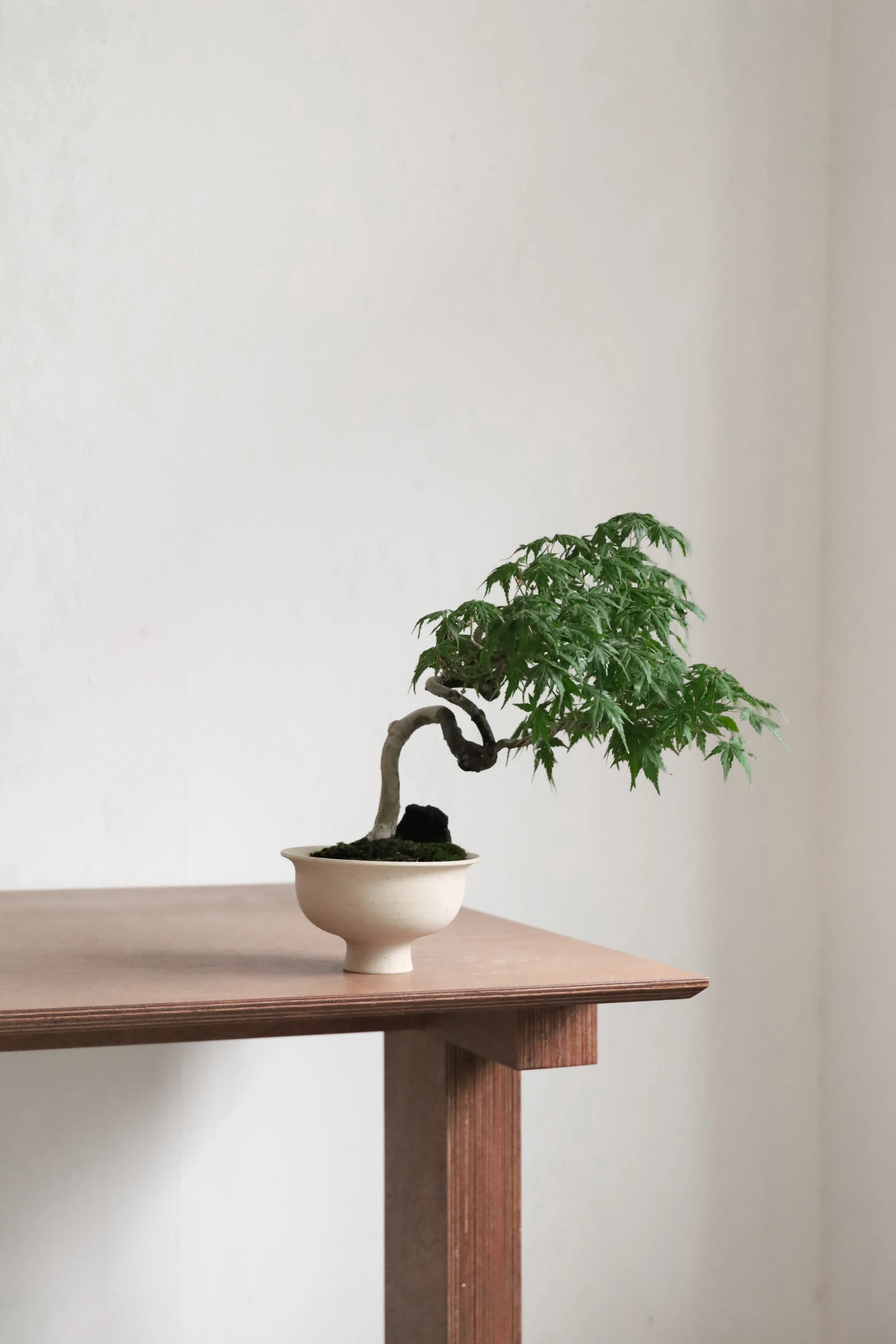 Feroniella Bonsai — Soilboy