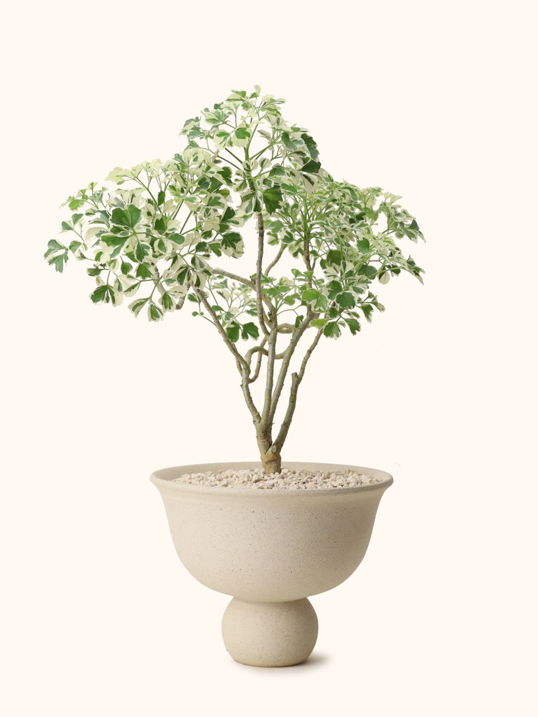 Feroniella Bonsai — Soilboy