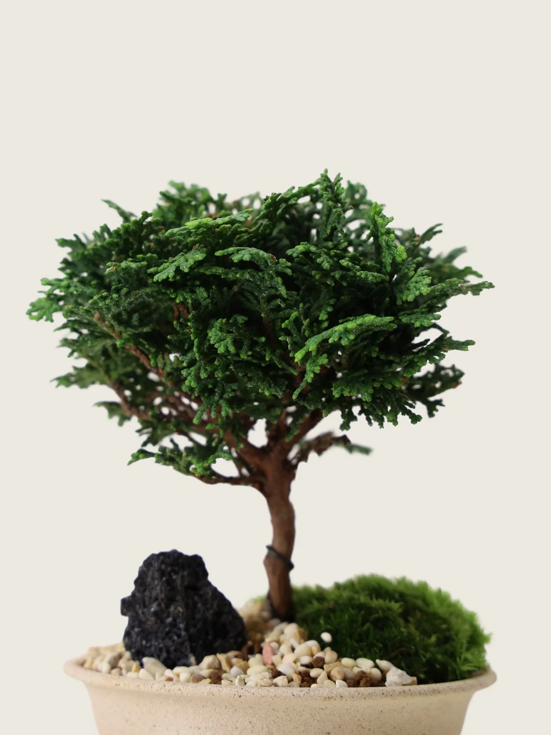 Juniper Bonsai 5 Tiers — Soilboy
