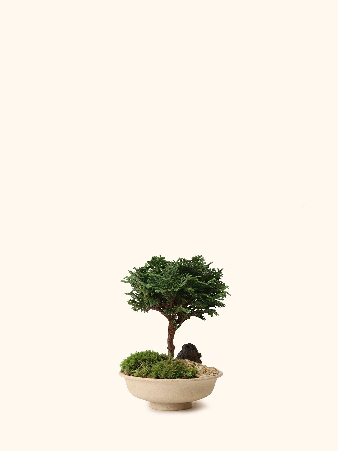 Juniper Bonsai 5 Tiers — Soilboy