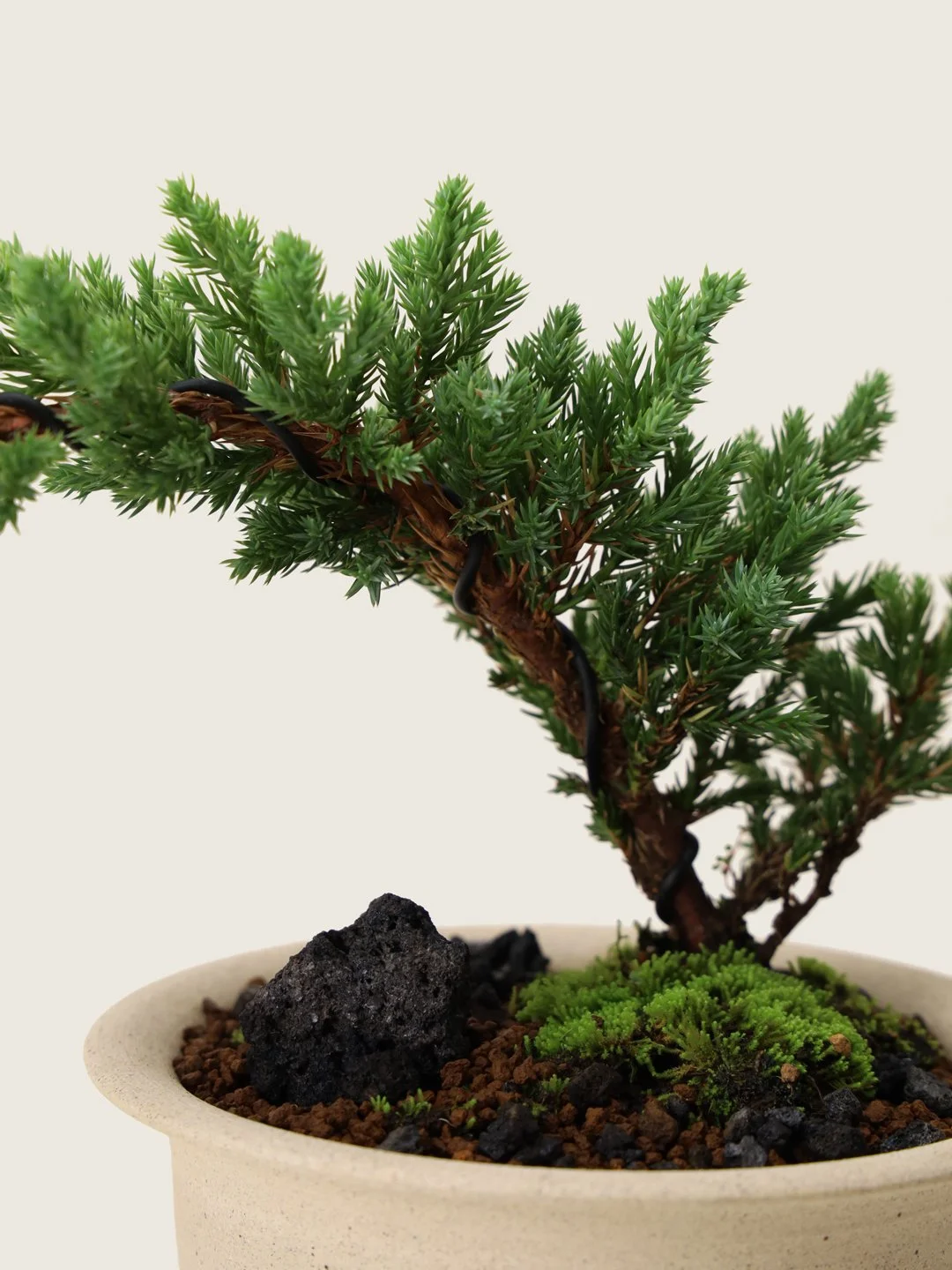 Juniper Bonsai 5 Tiers — Soilboy