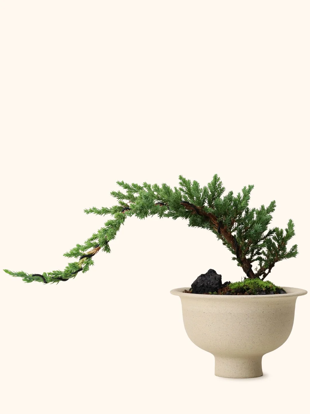 Feroniella Bonsai — Soilboy