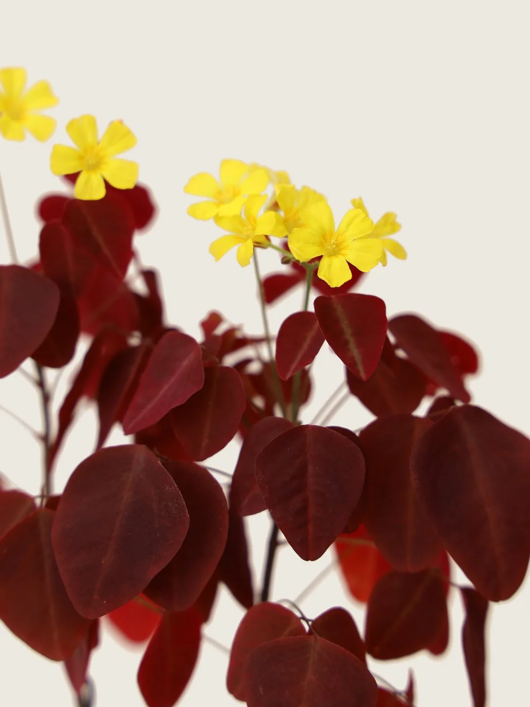 Shop our new plant collection now — Soilboy