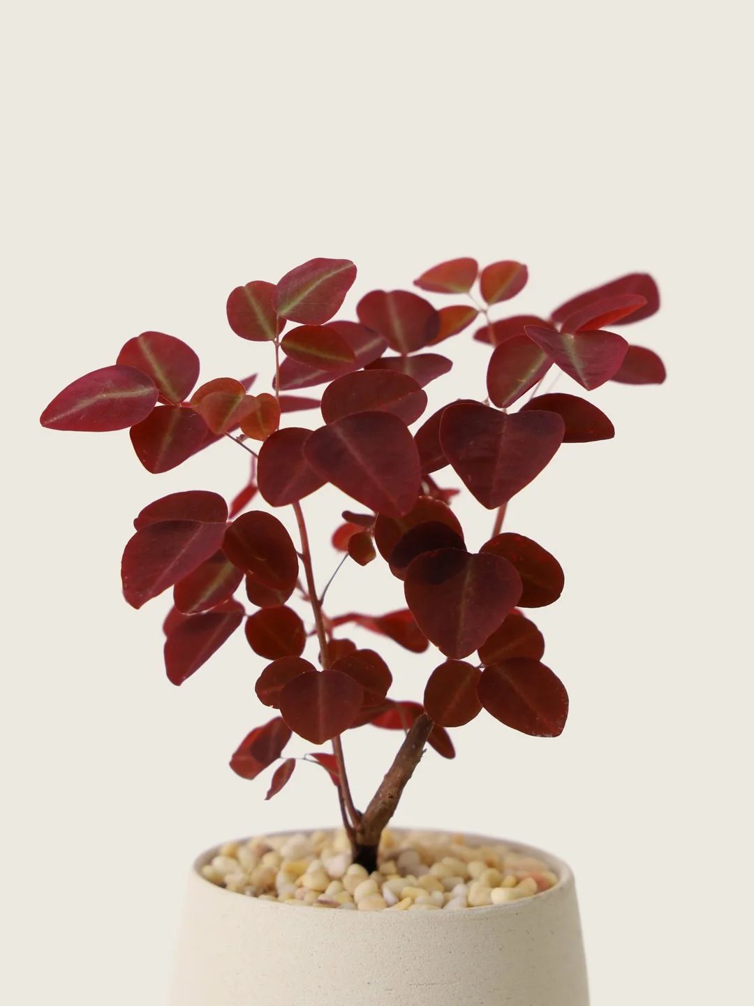 Shop our new plant collection now — Soilboy