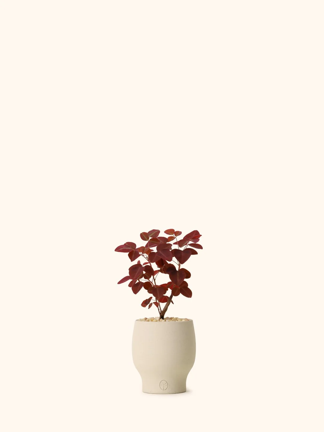 Shop our new plant collection now — Soilboy