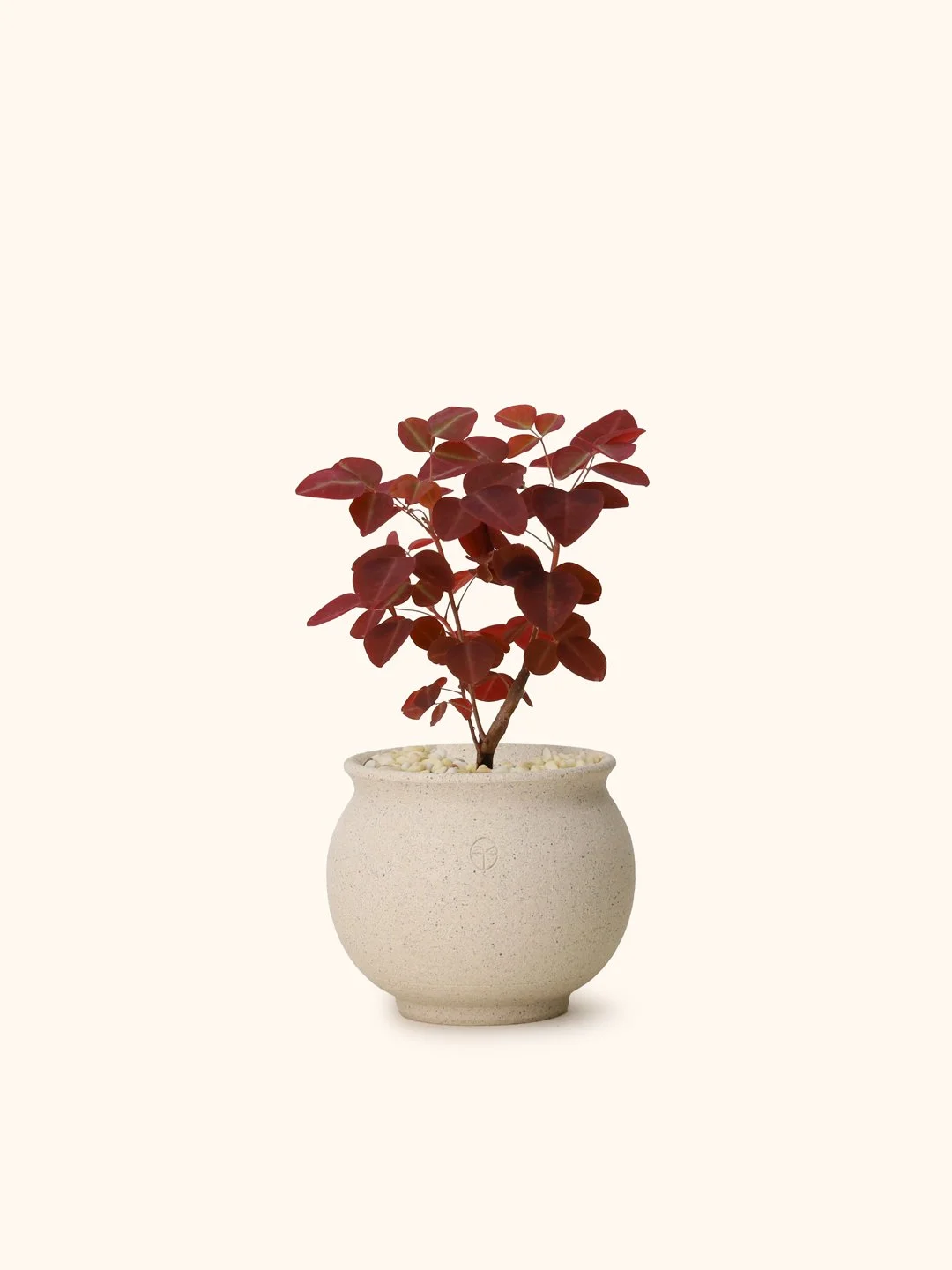 Shop our new plant collection now — Soilboy