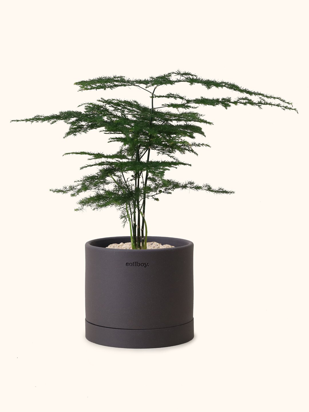 Shop our new plant collection now — Soilboy