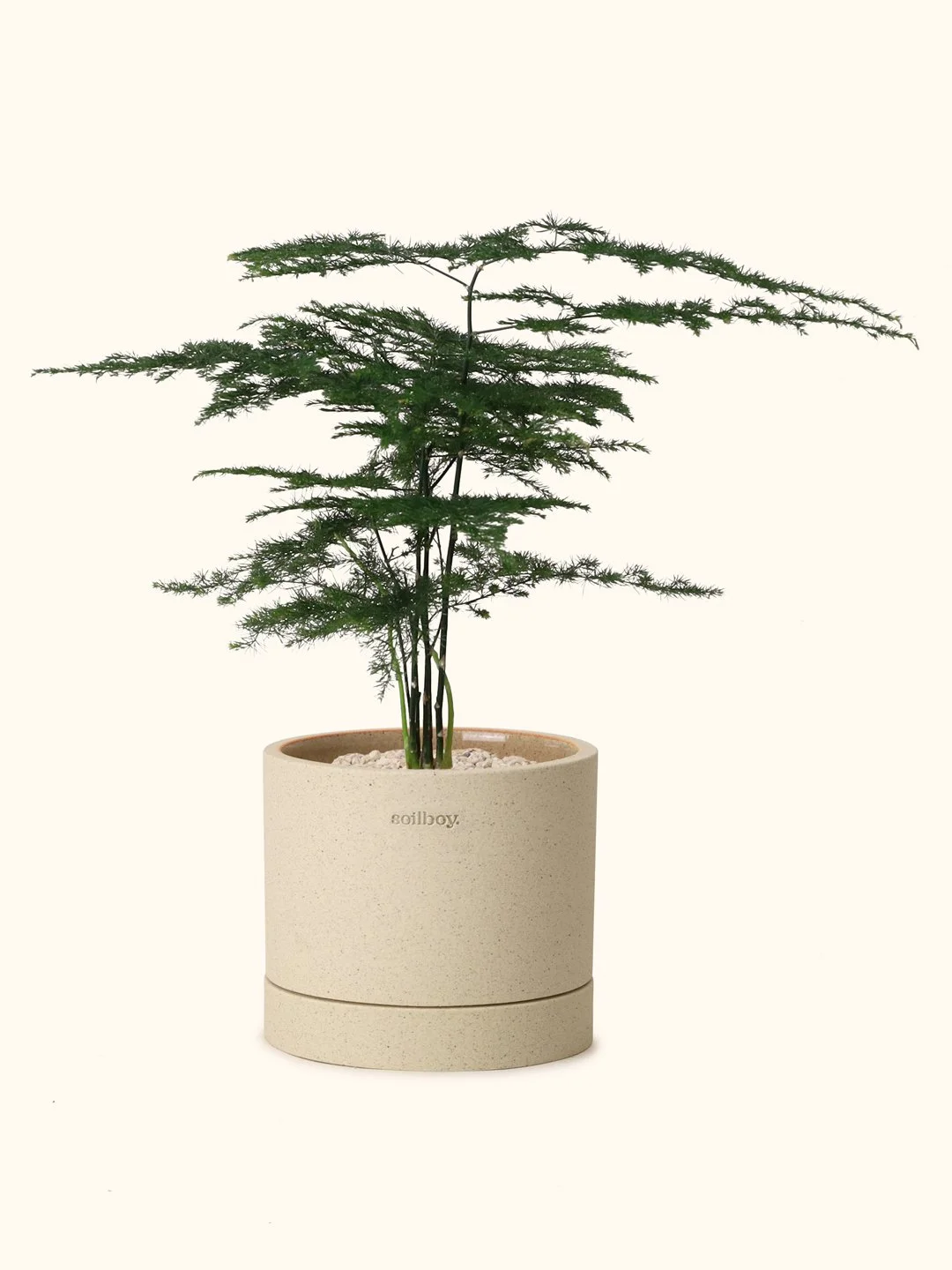 Shop our new plant collection now — Soilboy