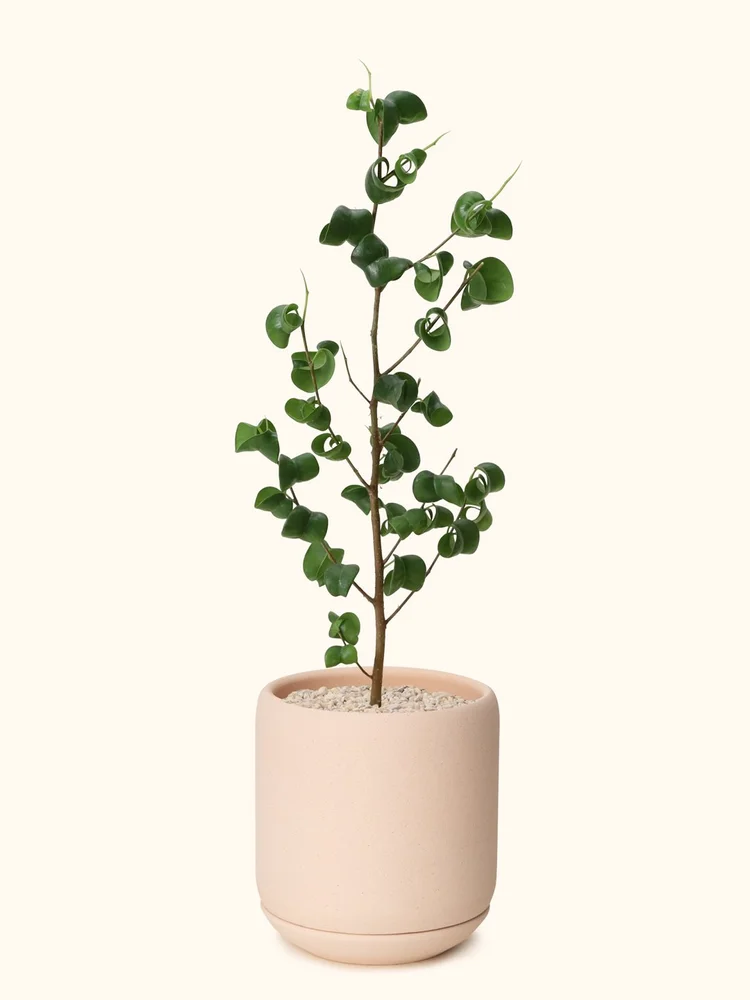 Shop our new plant collection now — Soilboy