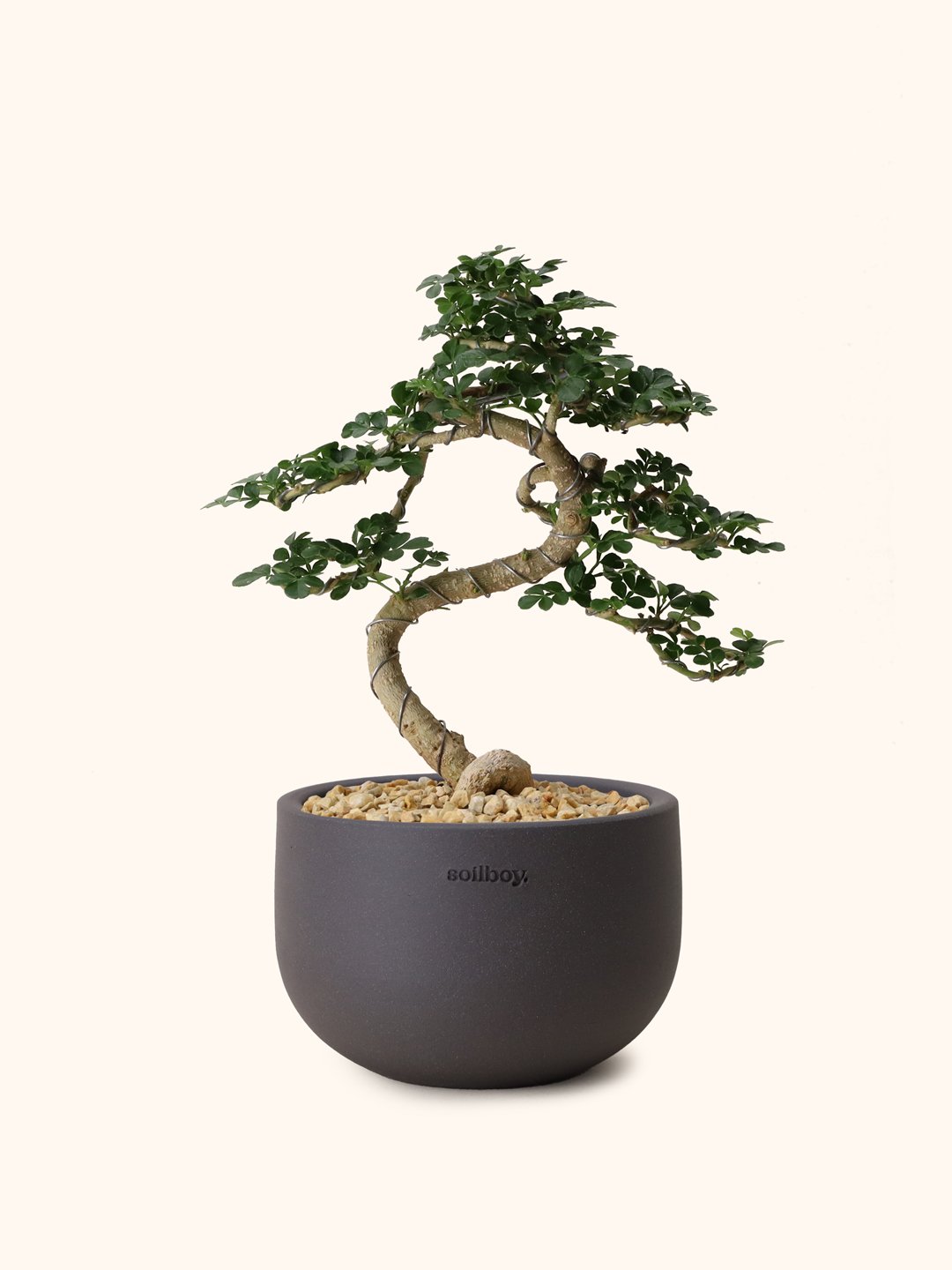 Shop our new plant collection now — Soilboy