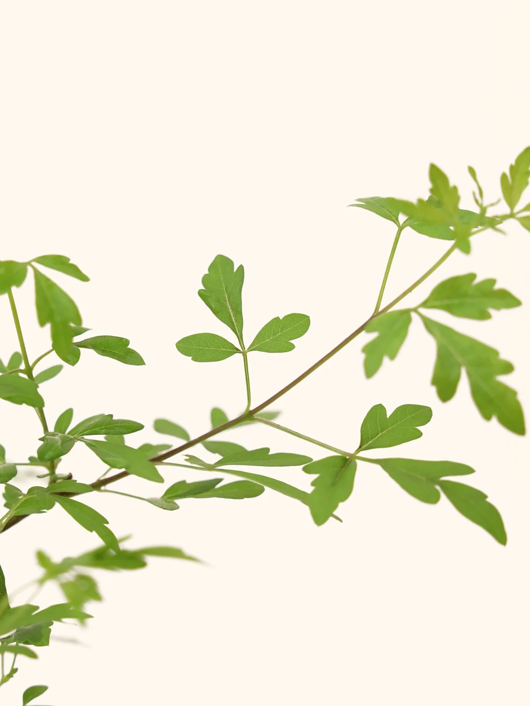 Juniperus Chinensis Shimpaku Kishu bonsai (Japan) — Soilboy