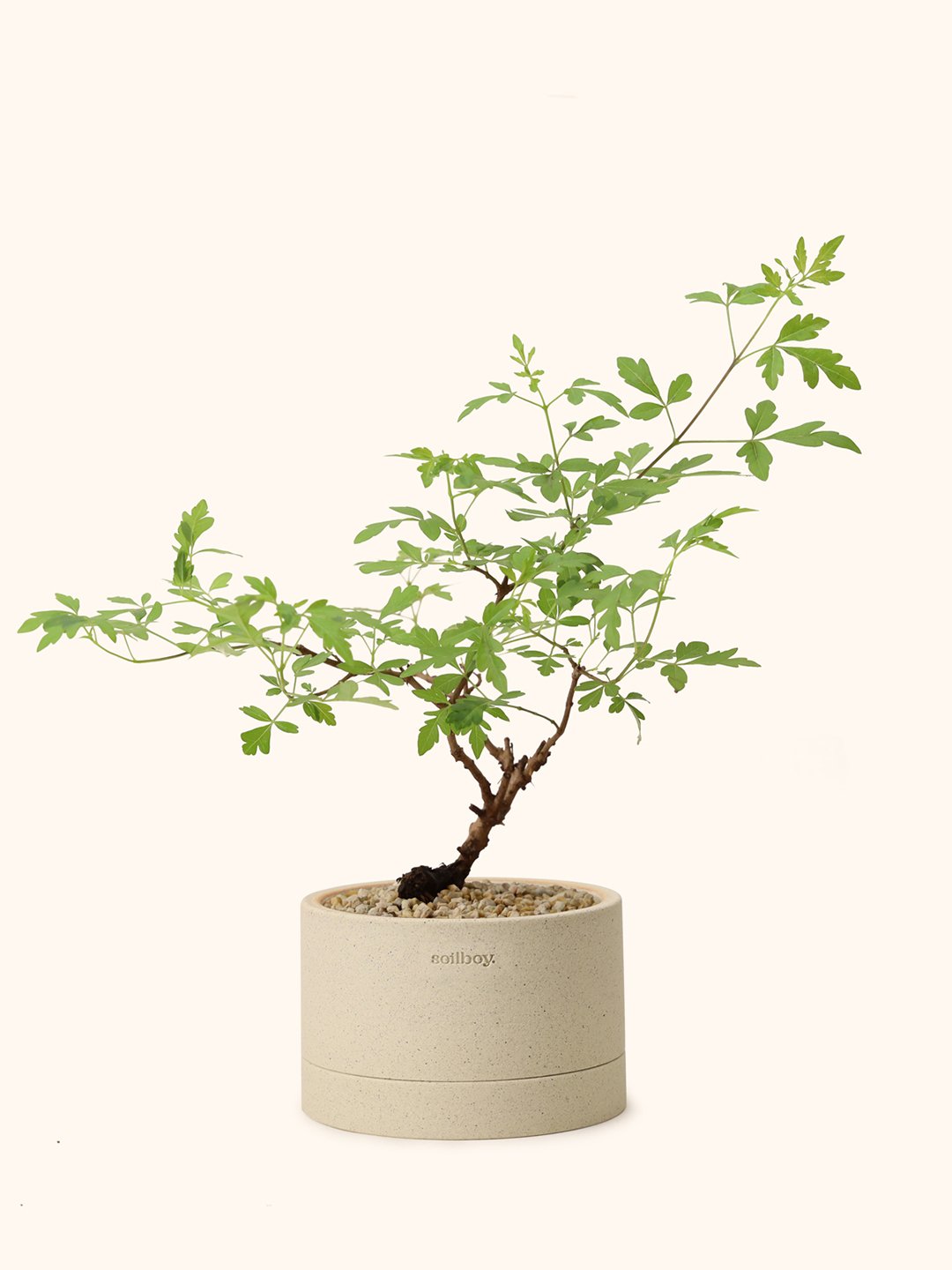 Juniperus Chinensis Shimpaku Kishu bonsai (Japan) — Soilboy