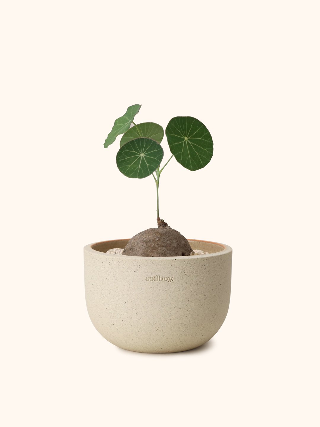 Shop our new plant collection now — Soilboy