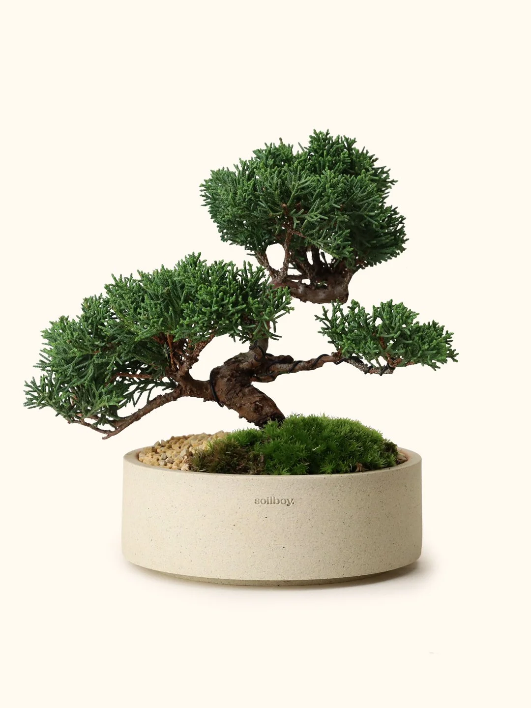 Feroniella Bonsai — Soilboy