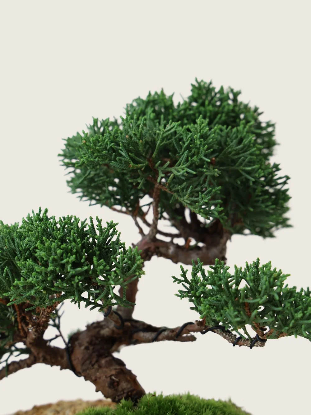 Hinoki Bonsai — Soilboy