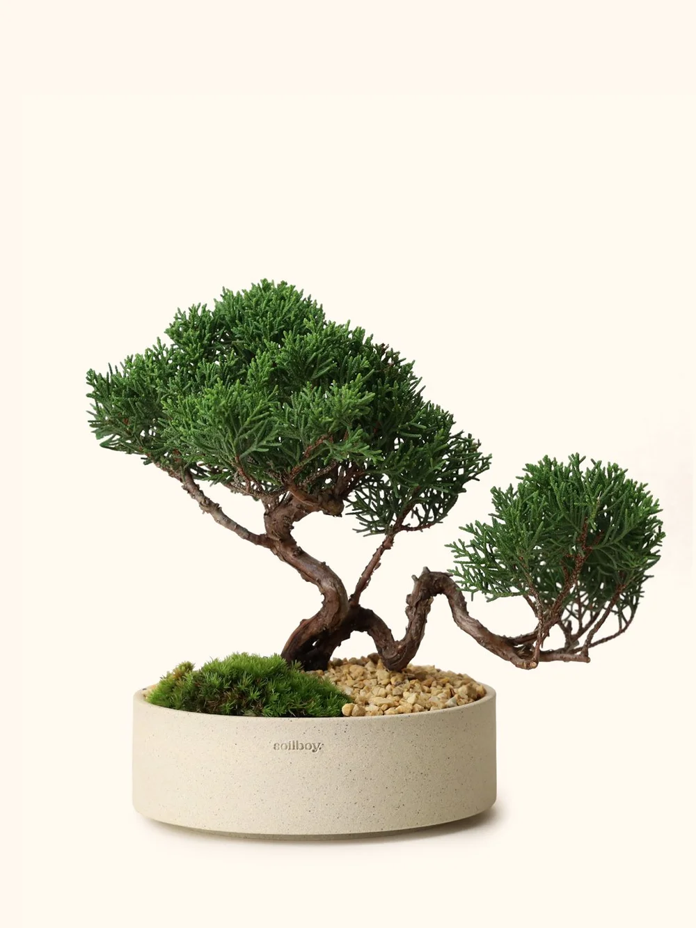 Juniper Bonsai 5 Tiers — Soilboy