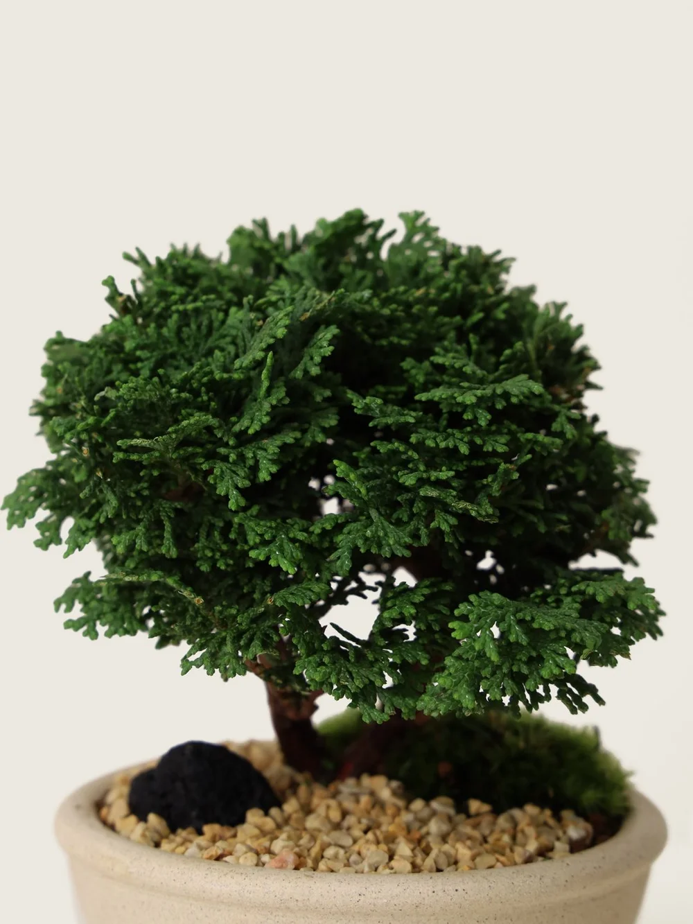 Hinoki Bonsai — Soilboy