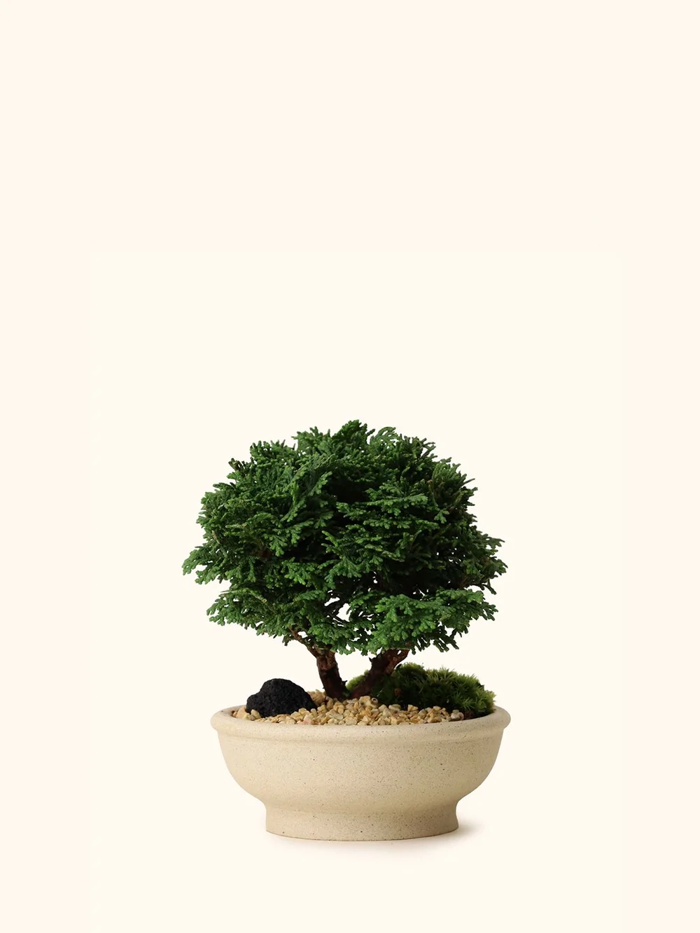 Hinoki Bonsai — Soilboy